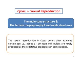 CYCAS-1.pdf