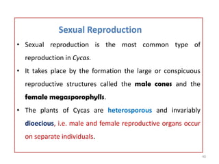 CYCAS-1.pdf