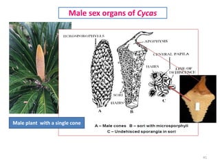 Cycas Female Cone Diagram