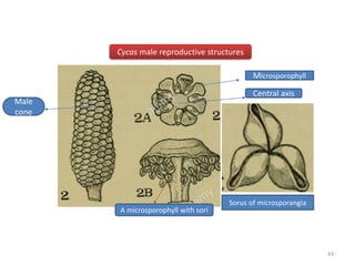 CYCAS-1.pdf