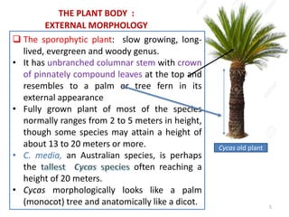 CYCAS-1.pdf