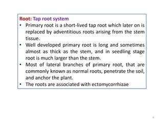 CYCAS-1.pdf