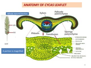 Cycas Diagram