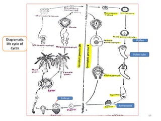 Cycas Life Cycle