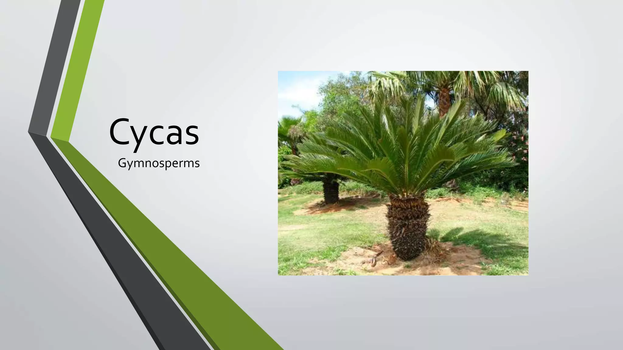 Cycas | PPTX