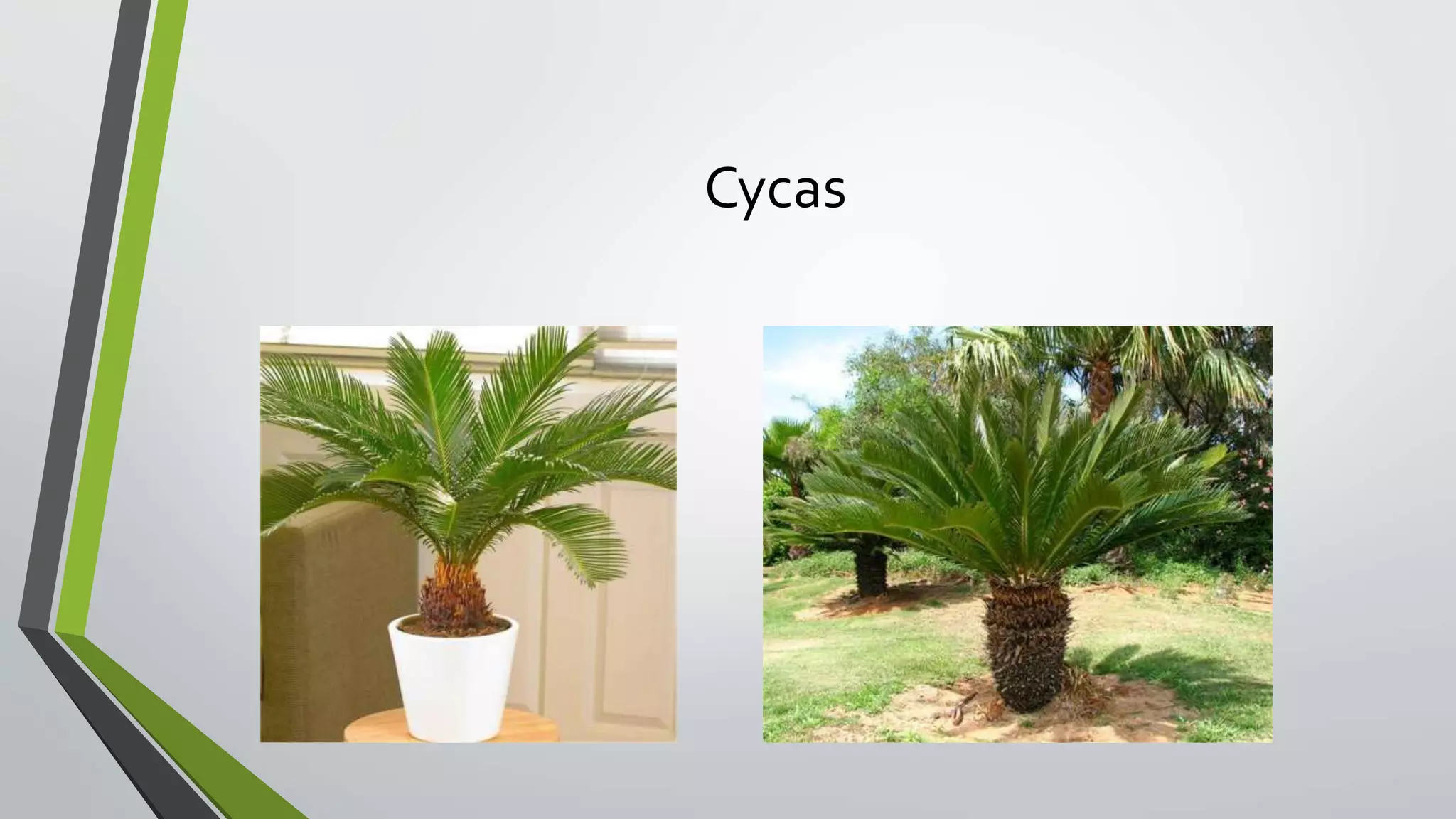 Cycas | PPTX