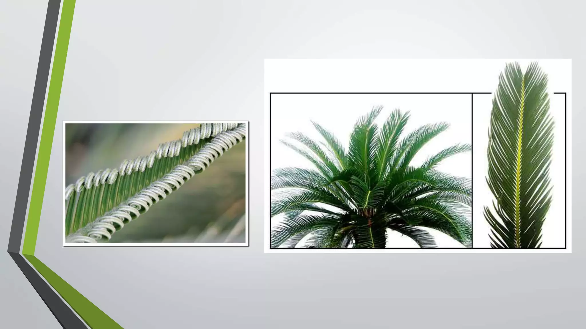 Cycas | PPTX