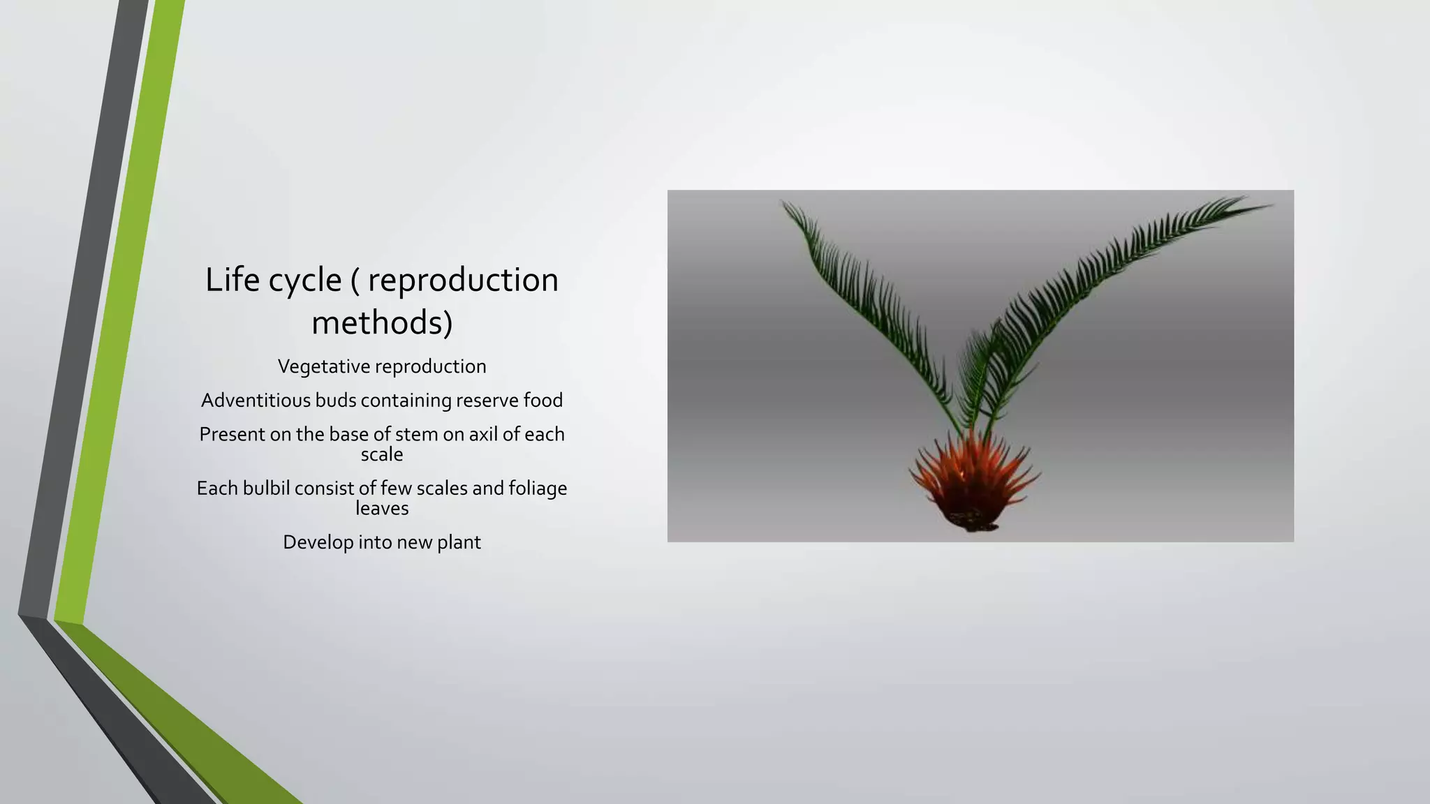 Cycas | PPTX