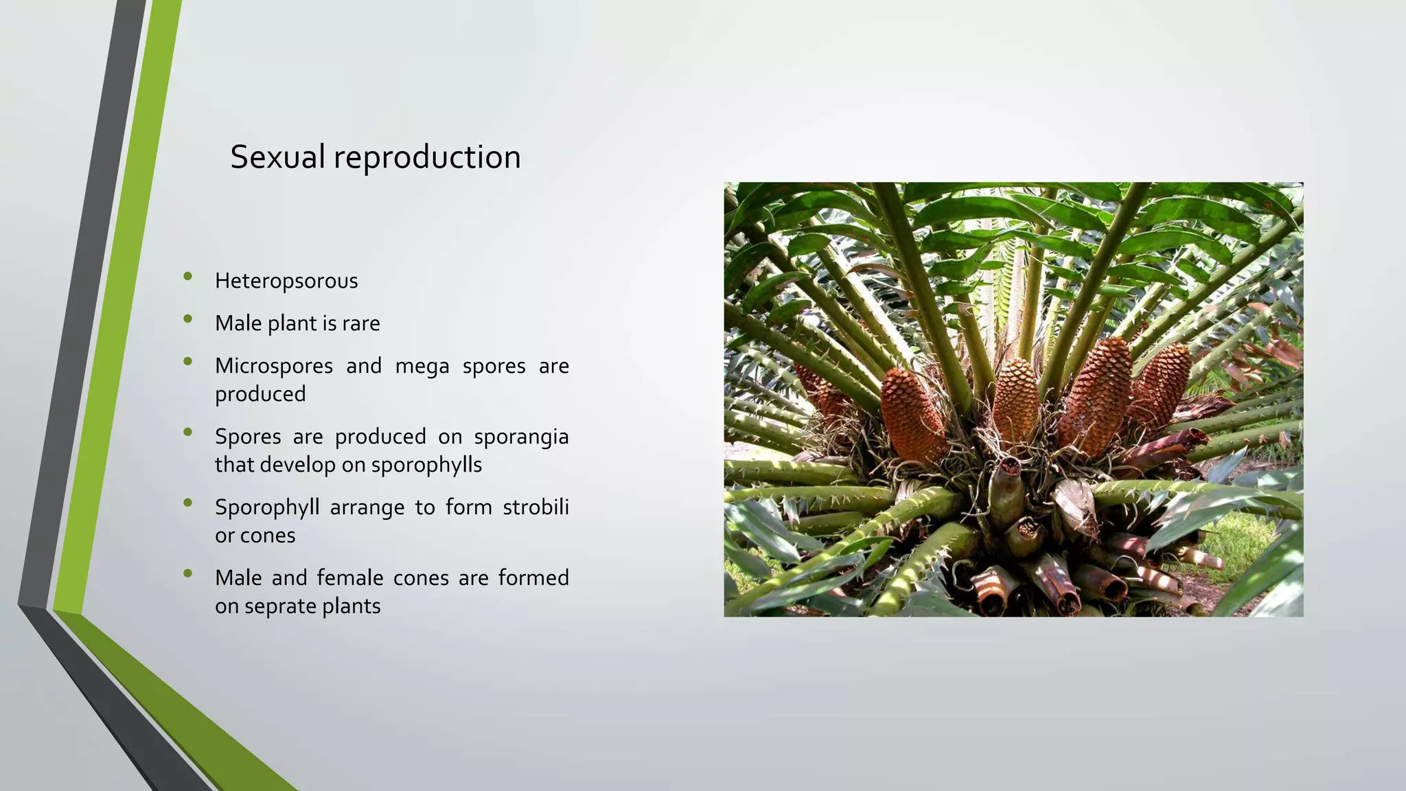Cycas | PPTX