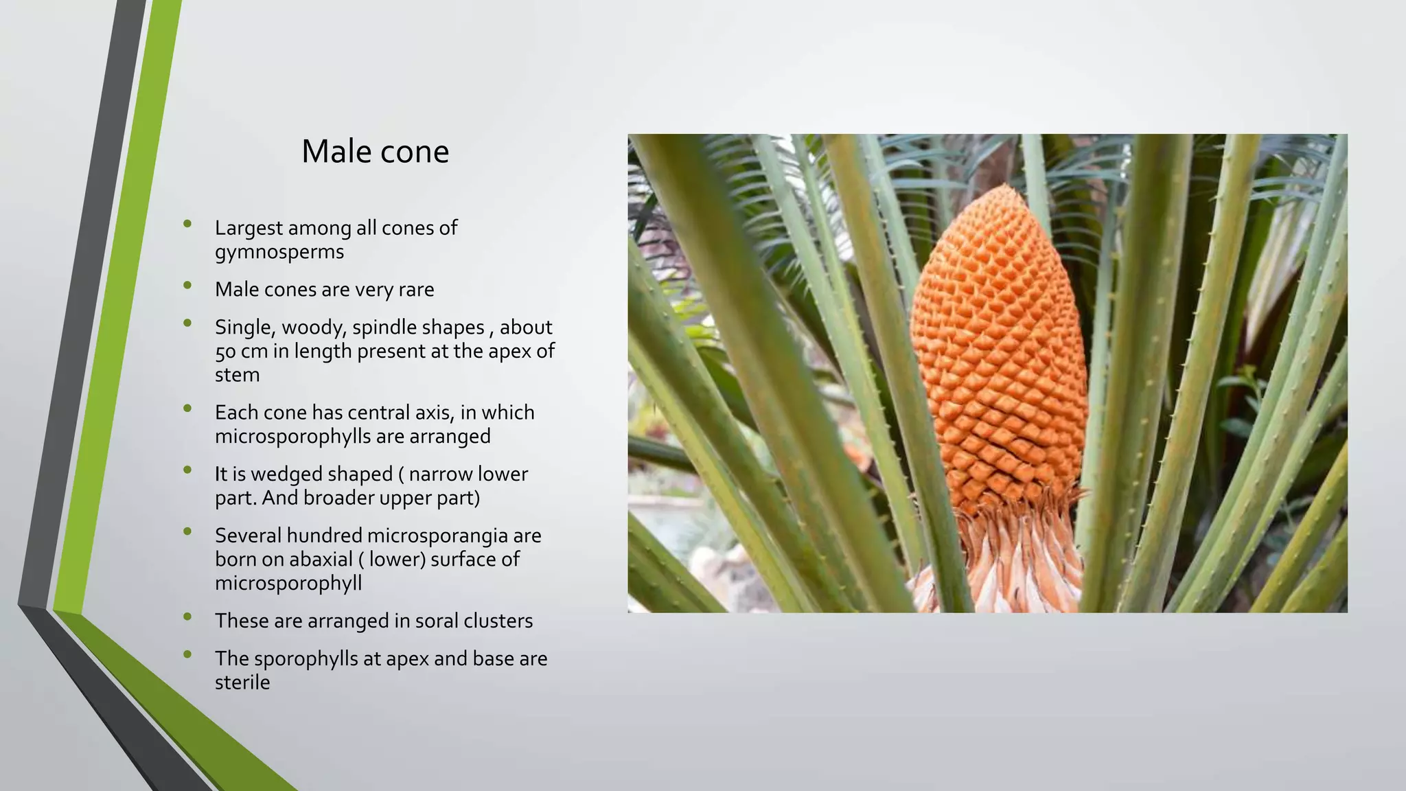 Cycas | PPTX