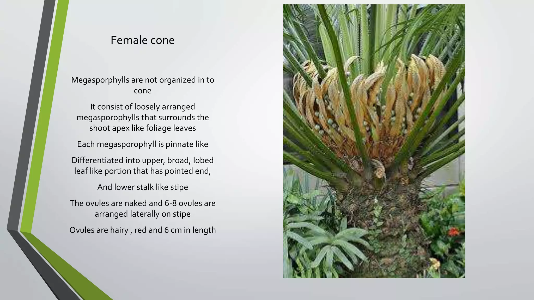 Cycas | PPTX