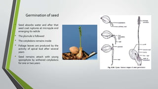 Cycas | PPTX