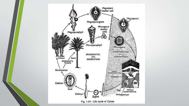 Cycas | PPTX | Reproductive Health | Diseases and Conditions
