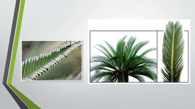 Cycas | PPTX | Reproductive Health | Diseases and Conditions