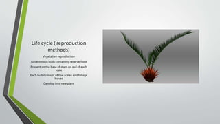 Cycas | PPTX
