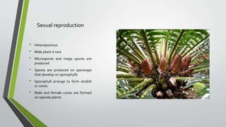 Cycas | PPTX
