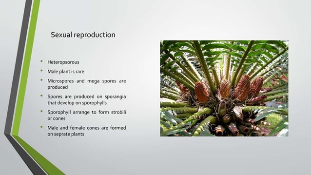 Cycas | PPTX | Reproductive Health | Diseases and Conditions