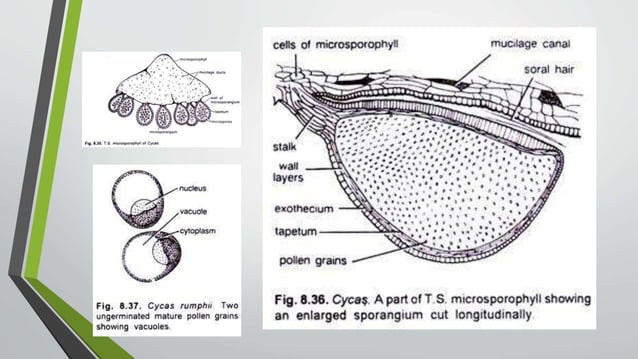 Cycas | PPTX | Reproductive Health | Diseases and Conditions