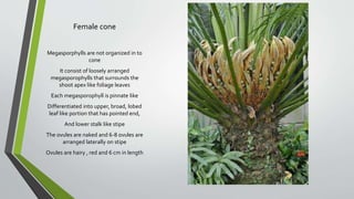 Cycas | PPTX