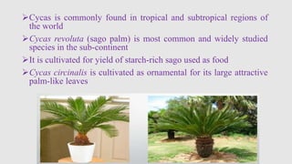 cycas-230224101427-a6ce27nbjjjiiiiiiiii6c.pptx