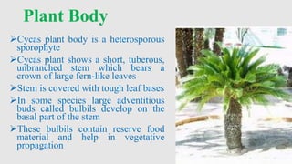 cycas-230224101427-a6ce27nbjjjiiiiiiiii6c.pptx