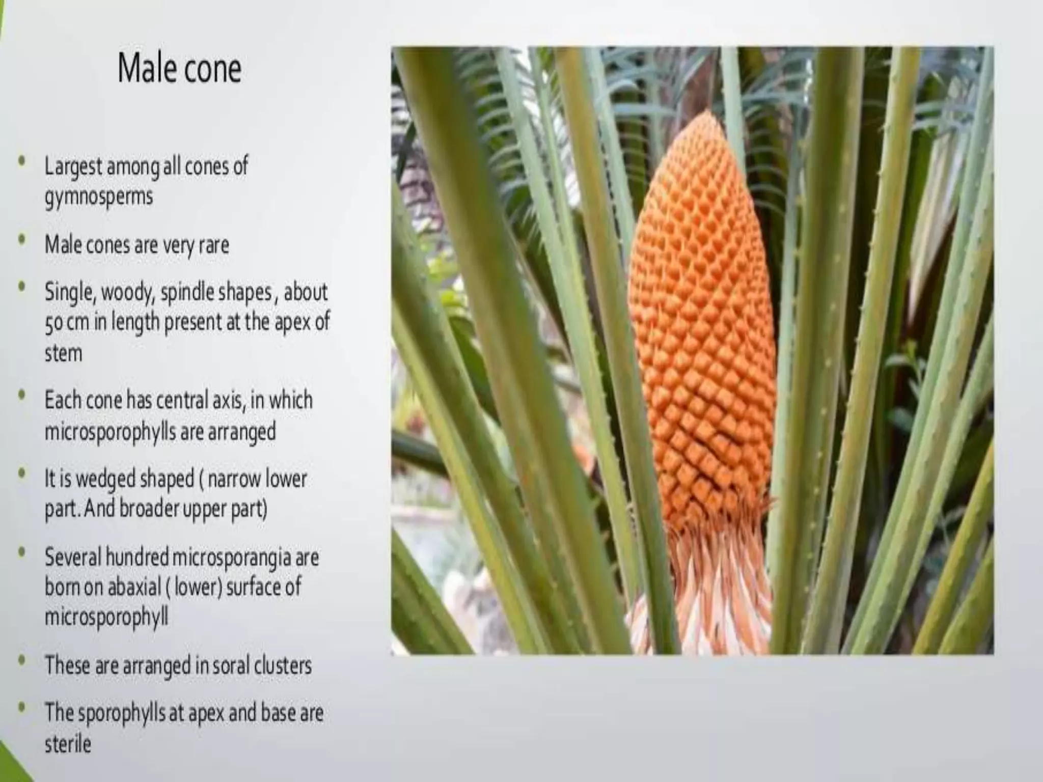 cycas.pptx