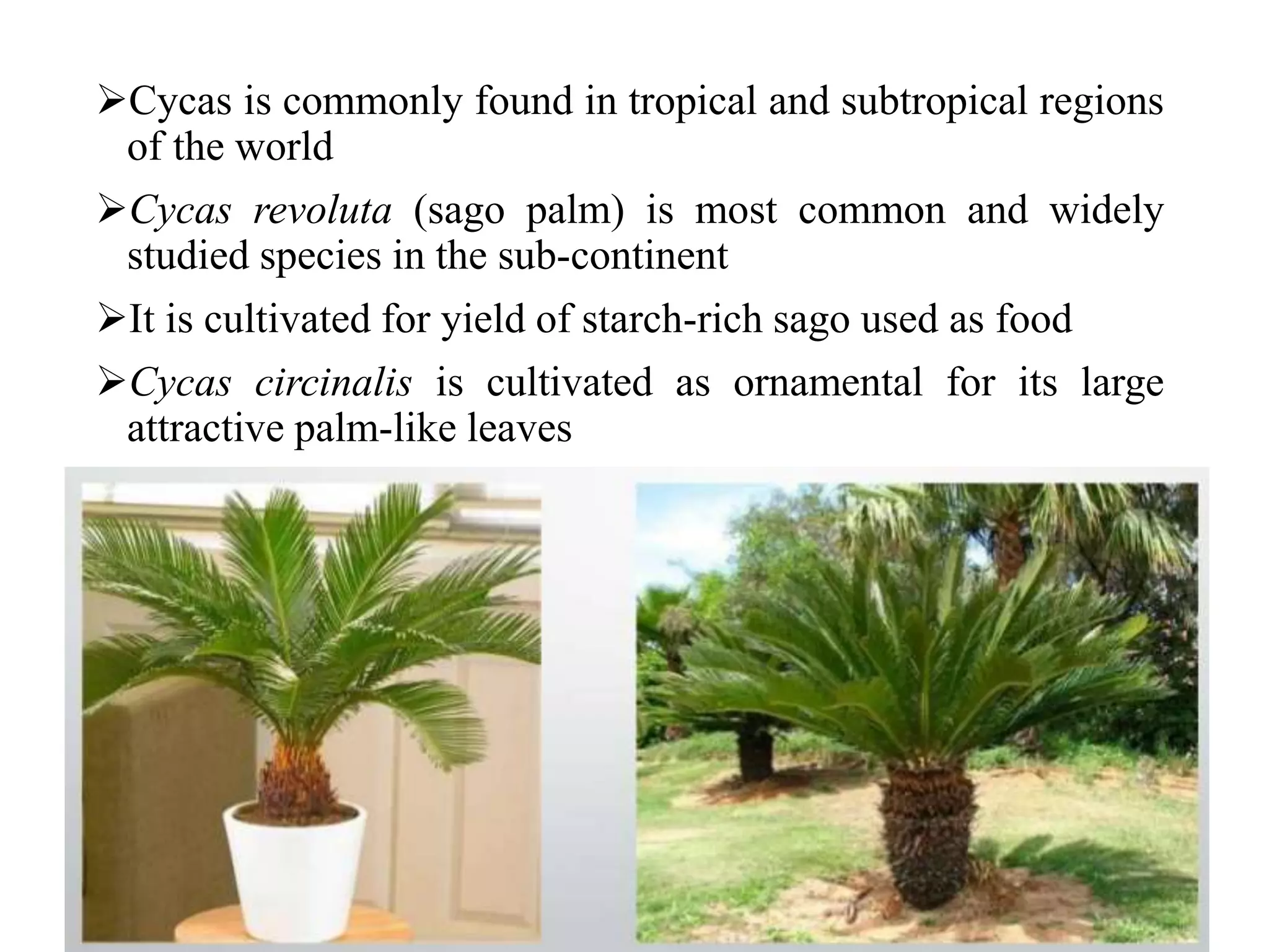 cycas.pptx
