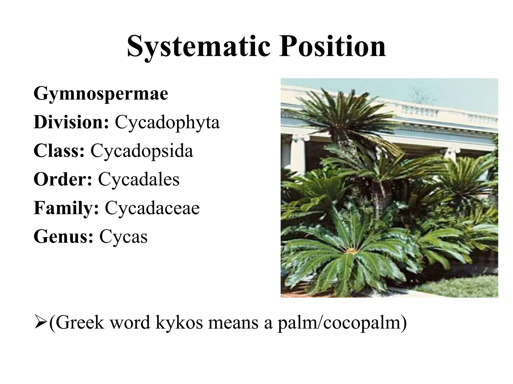 cycas.pptx
