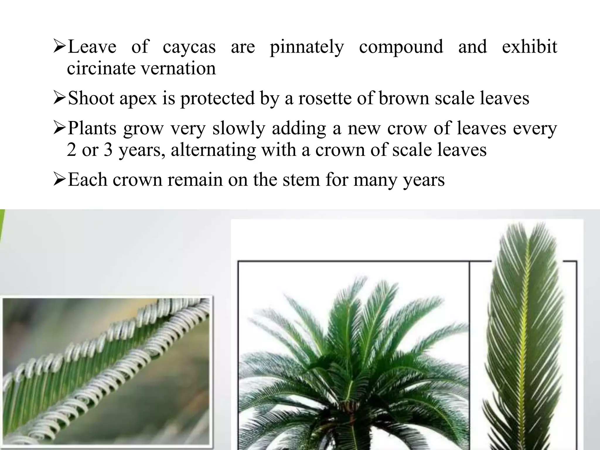 cycas.pptx