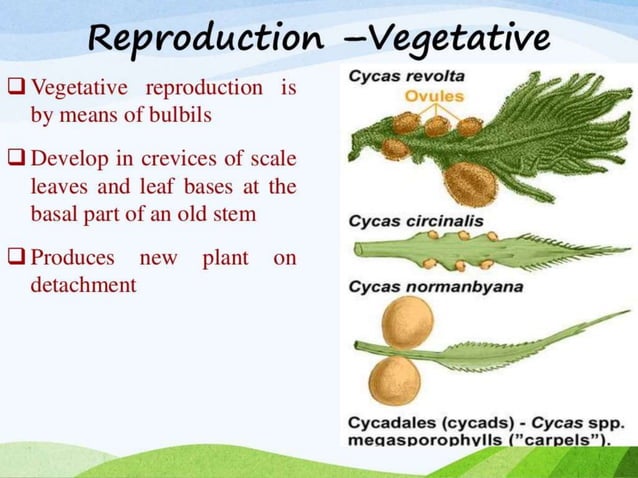 cycas.pptx | Gardening | Home & Garden