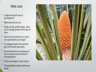 cycas.pptx
