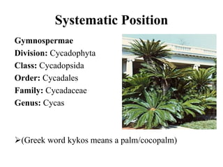 cycas.pptx