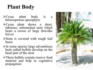 cycas.pptx | Gardening | Home & Garden