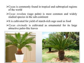 Cycad Life Cycle