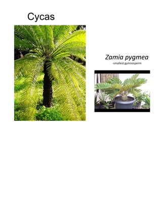 Cycas, gymnosperms, living fossil, botany | PDF