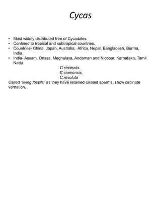 Cycas, gymnosperms, living fossil, botany | PDF