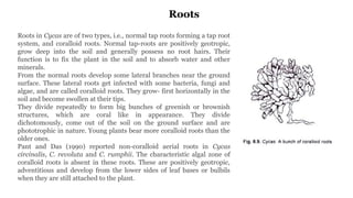 CYCAS MORPHOLOGY ANATOMY AND REPRODUCTION | PPTX