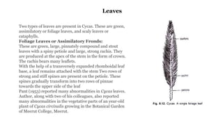 CYCAS MORPHOLOGY ANATOMY AND REPRODUCTION | PPTX