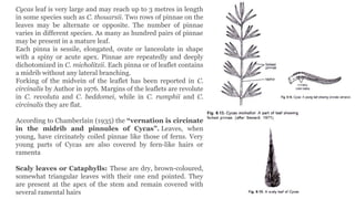 CYCAS MORPHOLOGY ANATOMY AND REPRODUCTION | PPTX