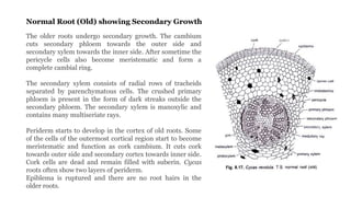 CYCAS MORPHOLOGY ANATOMY AND REPRODUCTION | PPTX