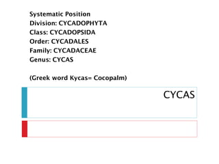 CYCAS 1.pdf