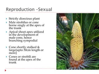 CYCAS 1.pdf