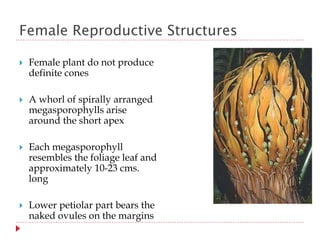 CYCAS 1.pdf