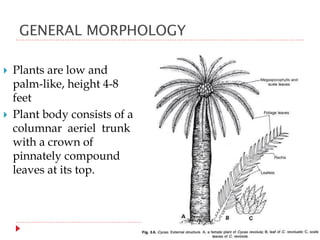 CYCAS 1.pdf