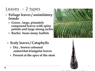 CYCAS 1.pdf