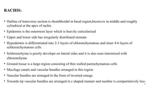 cycas plant and plant anatomy for msc botany | PPTX