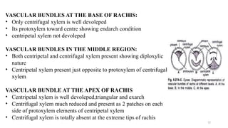 cycas plant and plant anatomy for msc botany | PPTX