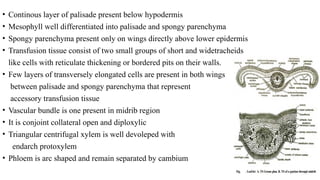 cycas plant and plant anatomy for msc botany | PPTX