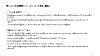 cycas plant and plant anatomy for msc botany | PPTX