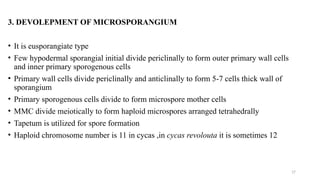 cycas plant and plant anatomy for msc botany | PPTX